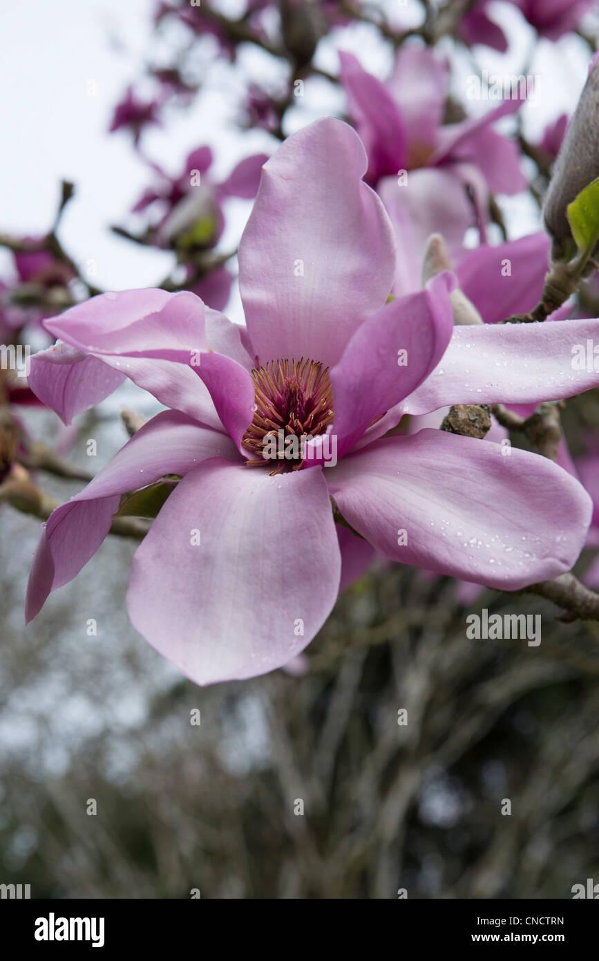 Magnolia Apollo pink tree flower Stock Photo - Alamy