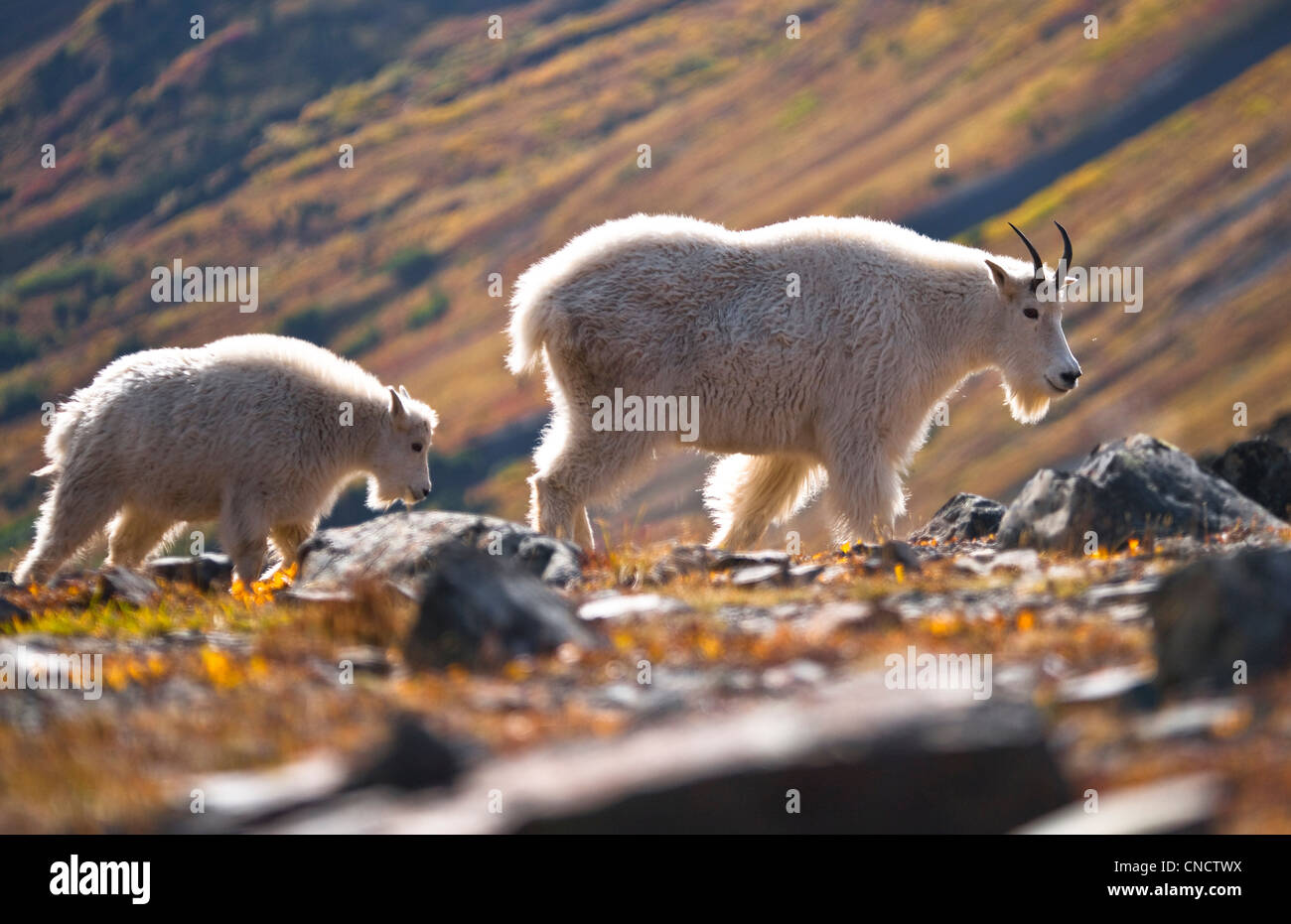 Person leading goat hi-res stock photography and images - Alamy