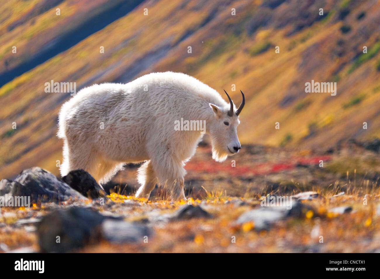 Mountain Goat near Raven Glacier, Chugach State Park, Southcentral ...