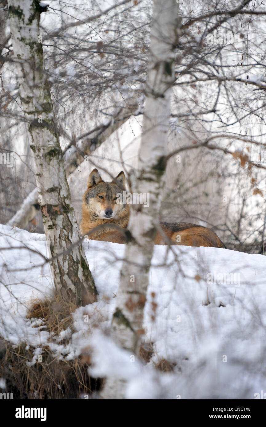 Wolf nature hi-res stock photography and images - Alamy