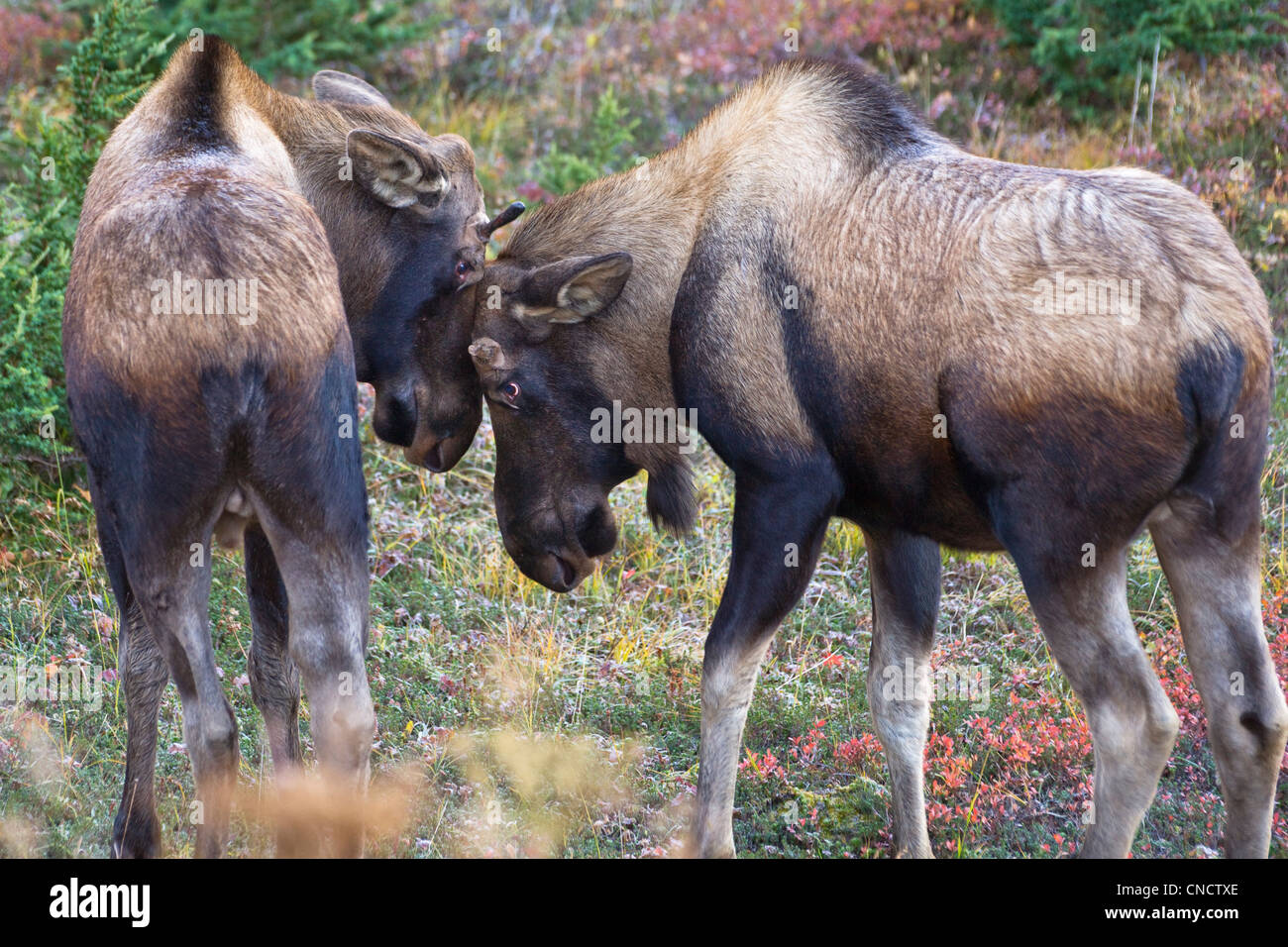 Two young bull moose sparring, Chugach State Park, Southcentral Alaska ...