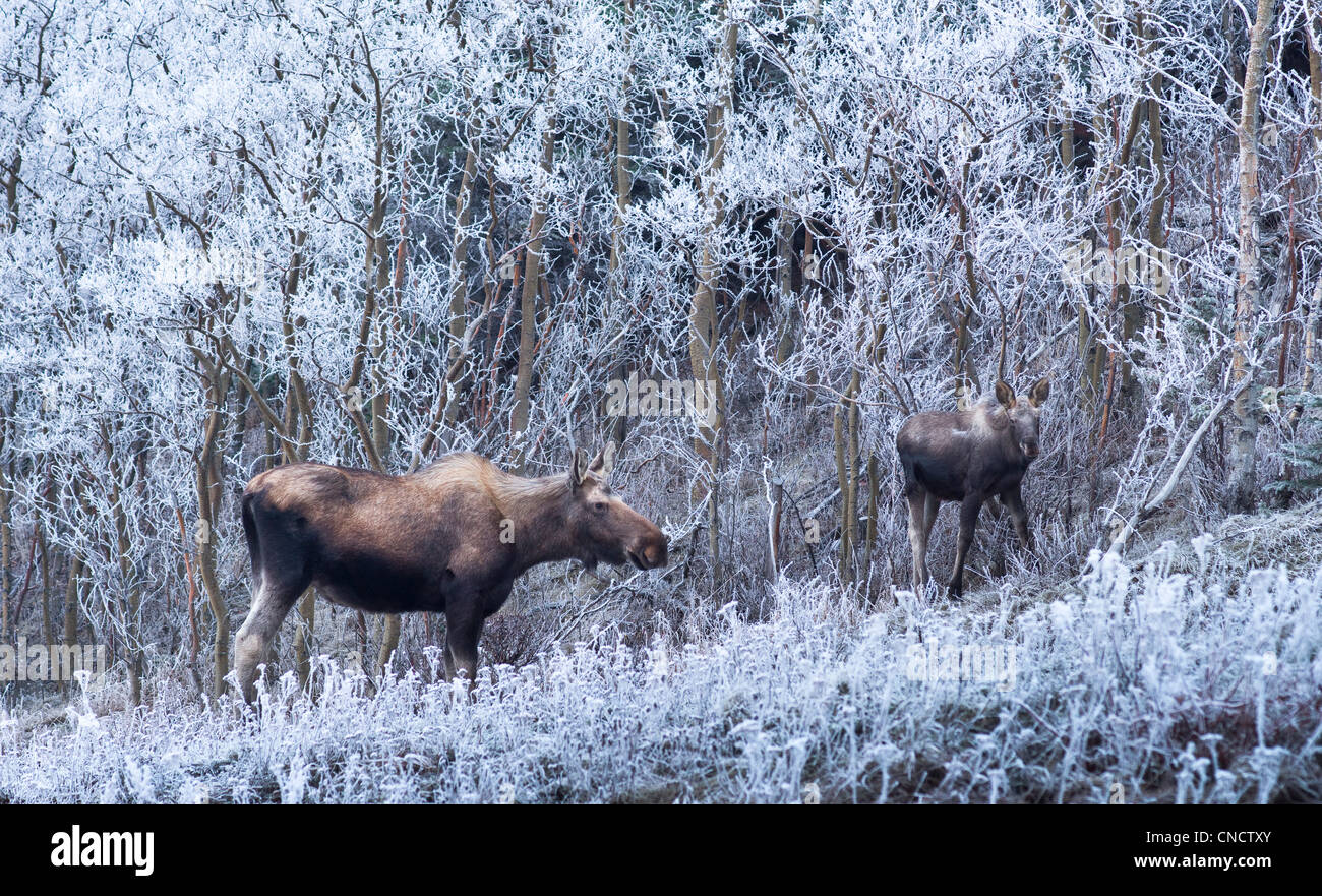 Cow and calf moose winter hi-res stock photography and images - Alamy