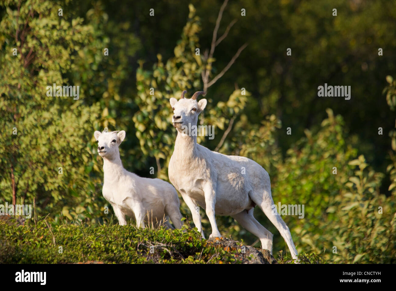 Dall sheep chugach hi-res stock photography and images - Alamy