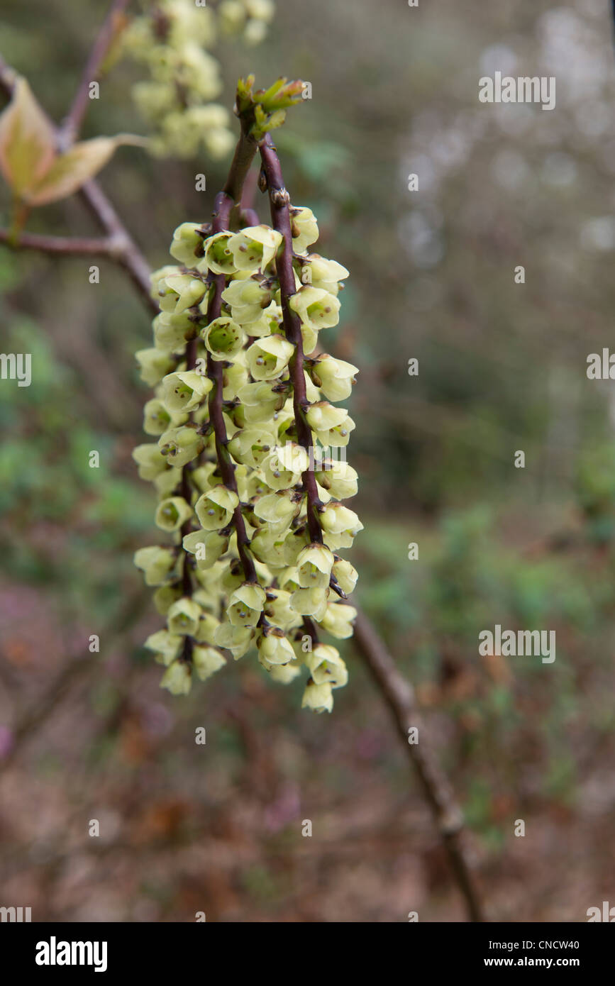 Stachyurus chinensis hi-res stock photography and images - Alamy