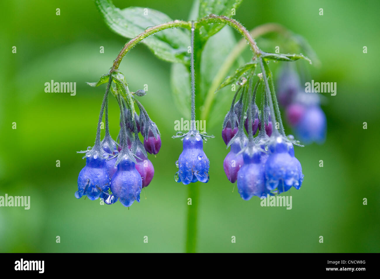 State flower of alaska hi-res stock photography and images - Alamy