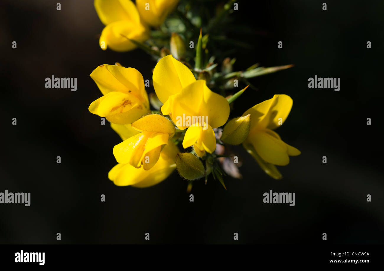 Gorse flower, ulex europaeous Stock Photo - Alamy