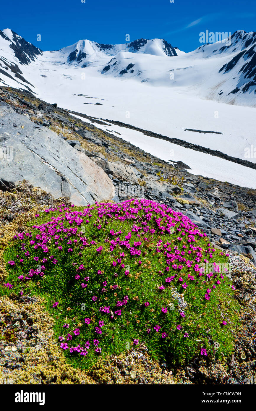 Raven Alaska High Resolution Stock Photography and Images - Alamy
