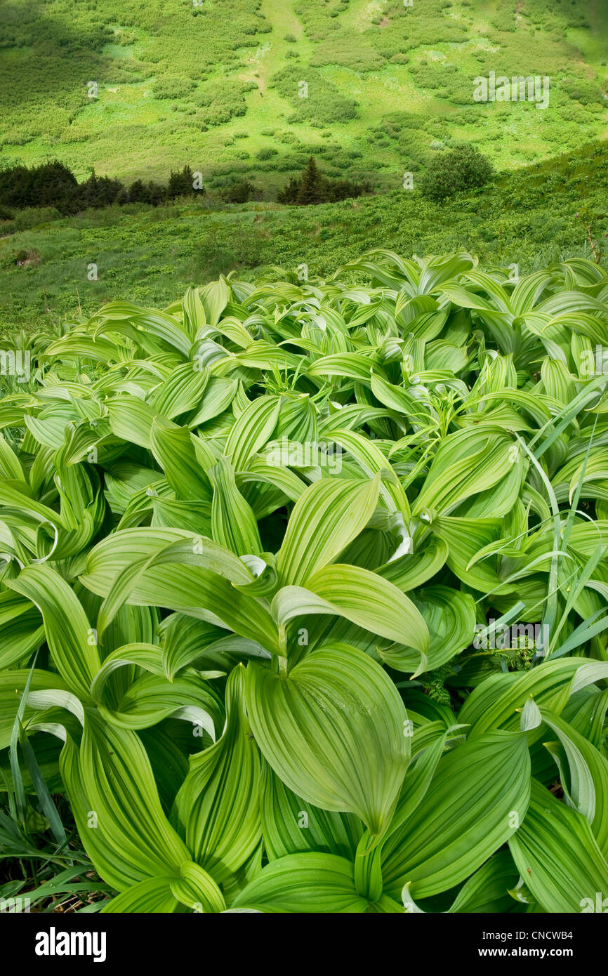 Green False Hellebore Veratrum Viride High Resolution Stock Photography ...