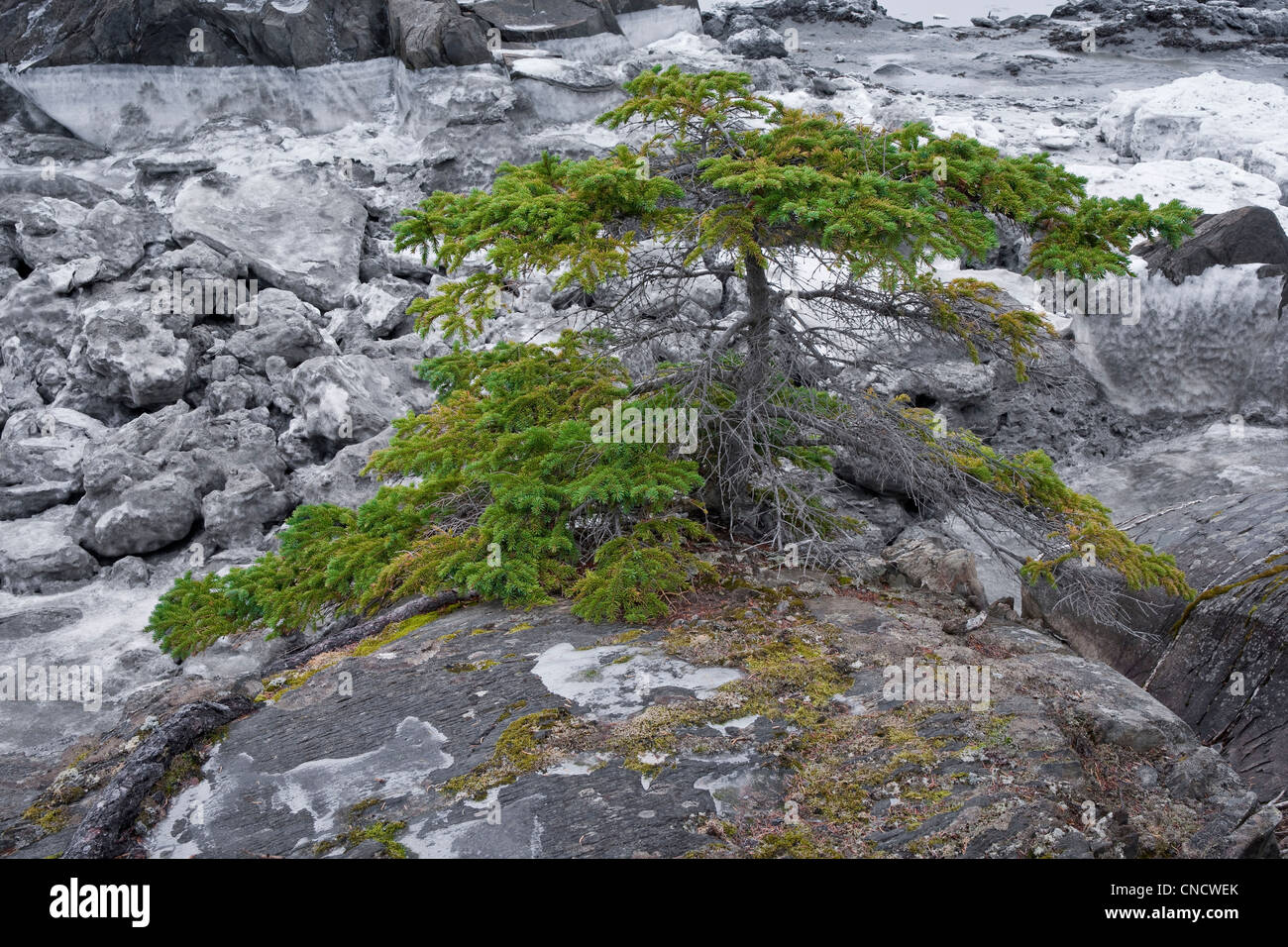 Frozen alaska plant hi-res stock photography and images - Alamy