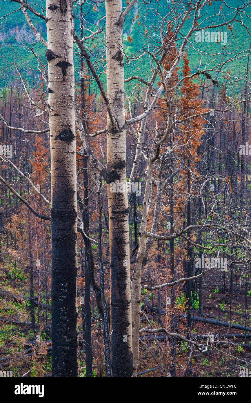 Burnt birch hi-res stock photography and images - Alamy
