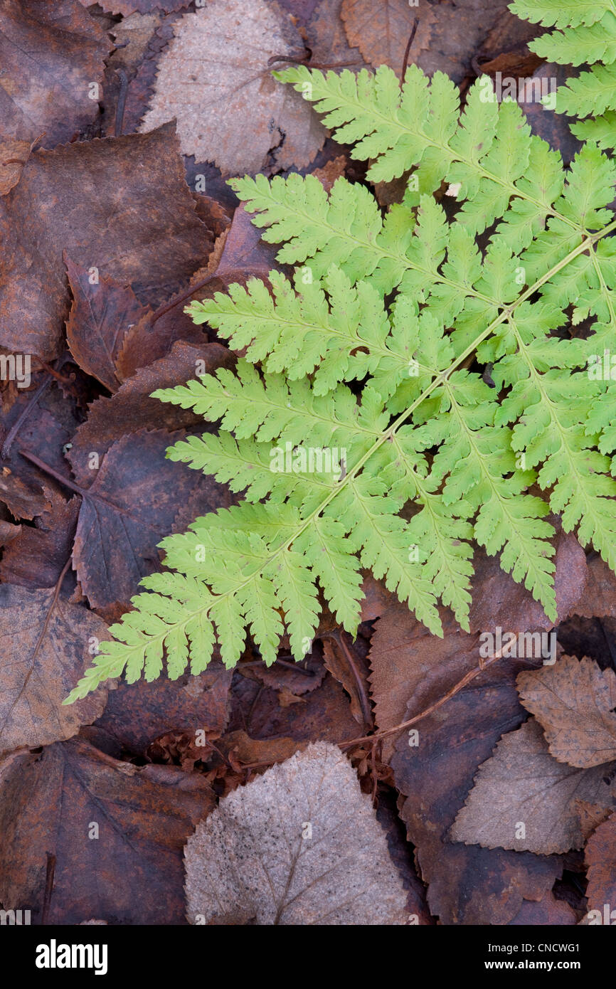 Close up of a fern on top of fallen leaves, Chugach State Park ...