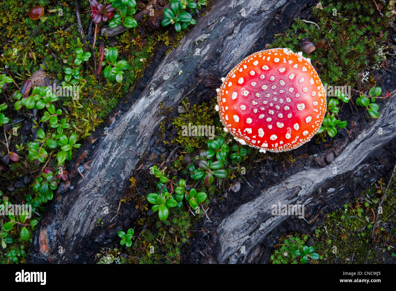 Poisonous roots hi-res stock photography and images - Alamy