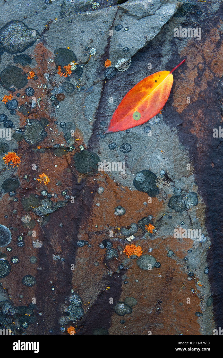 Close up of a leaf on a rock with lichen, Chugach State Park ...