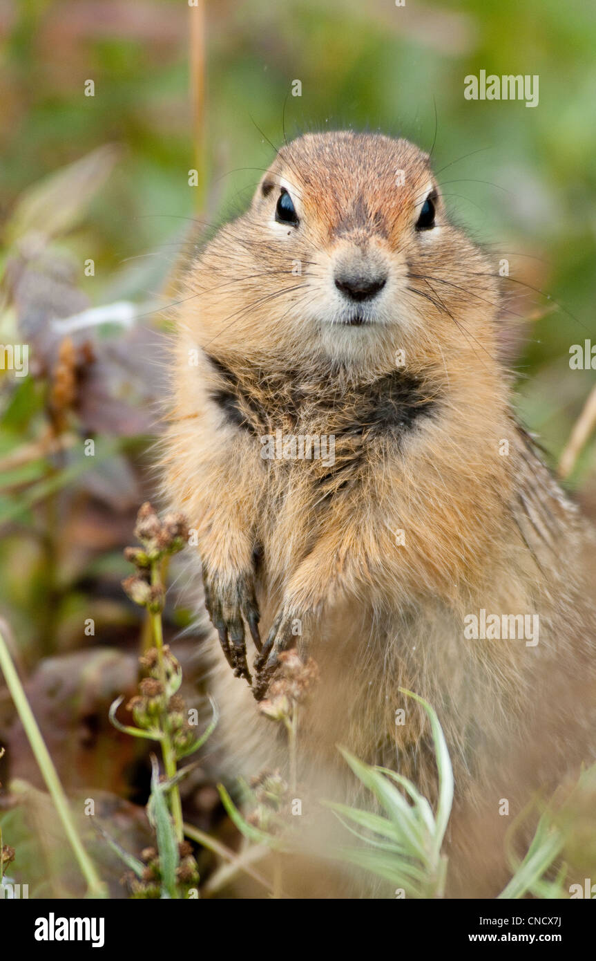 Parka squirrel hi-res stock photography and images - Alamy