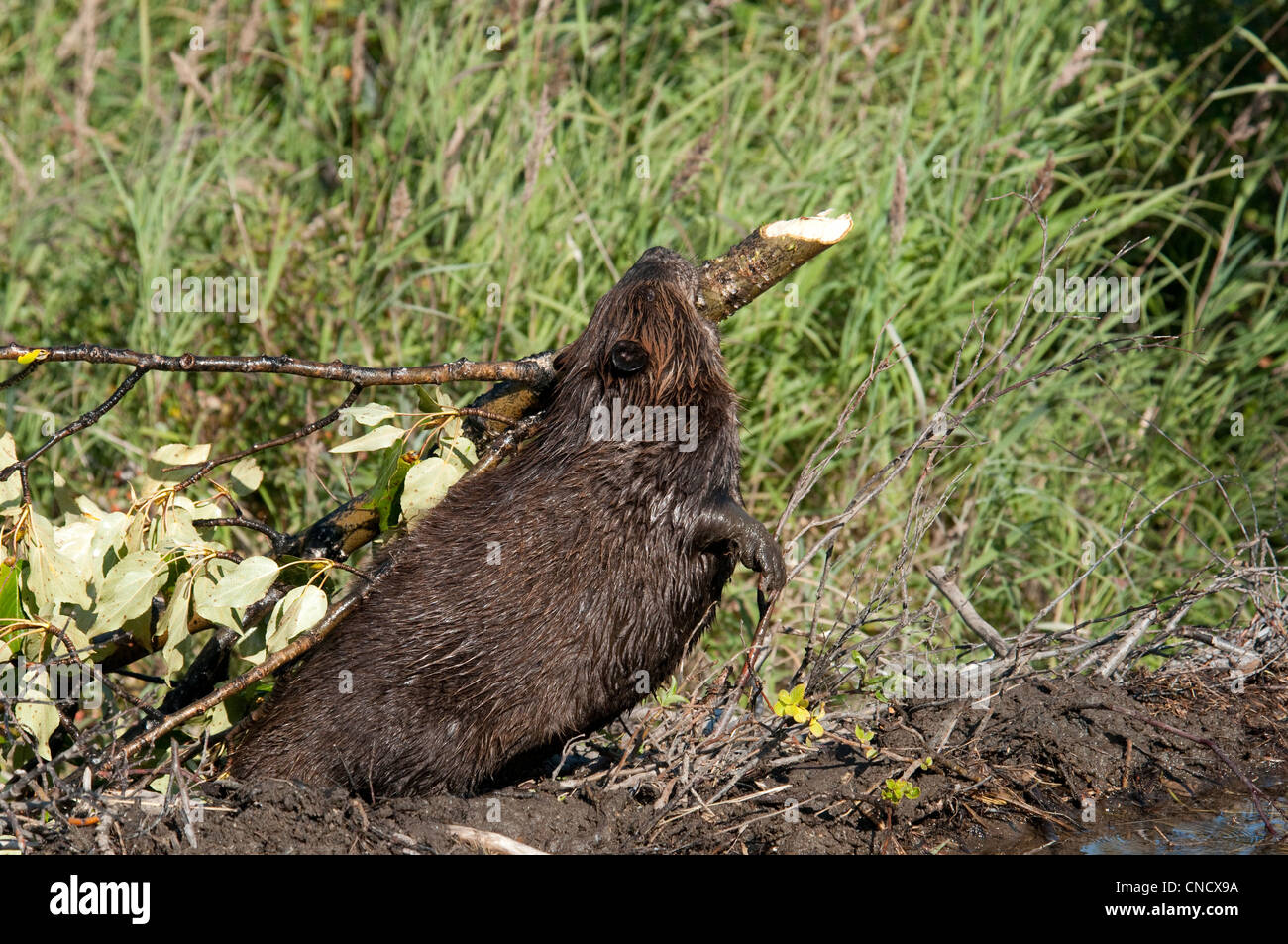 Drag a log hi-res stock photography and images - Alamy