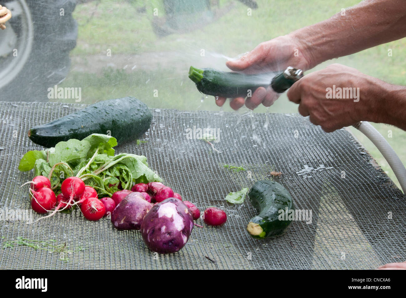 Man cleans freshly picked vegetables with a hose on a farm in Palmer ...