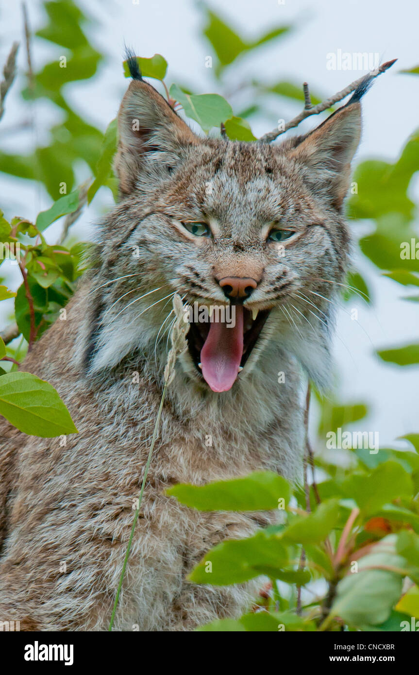 Lynx yawns with full teeth and tongue sticking out, Denali National ...