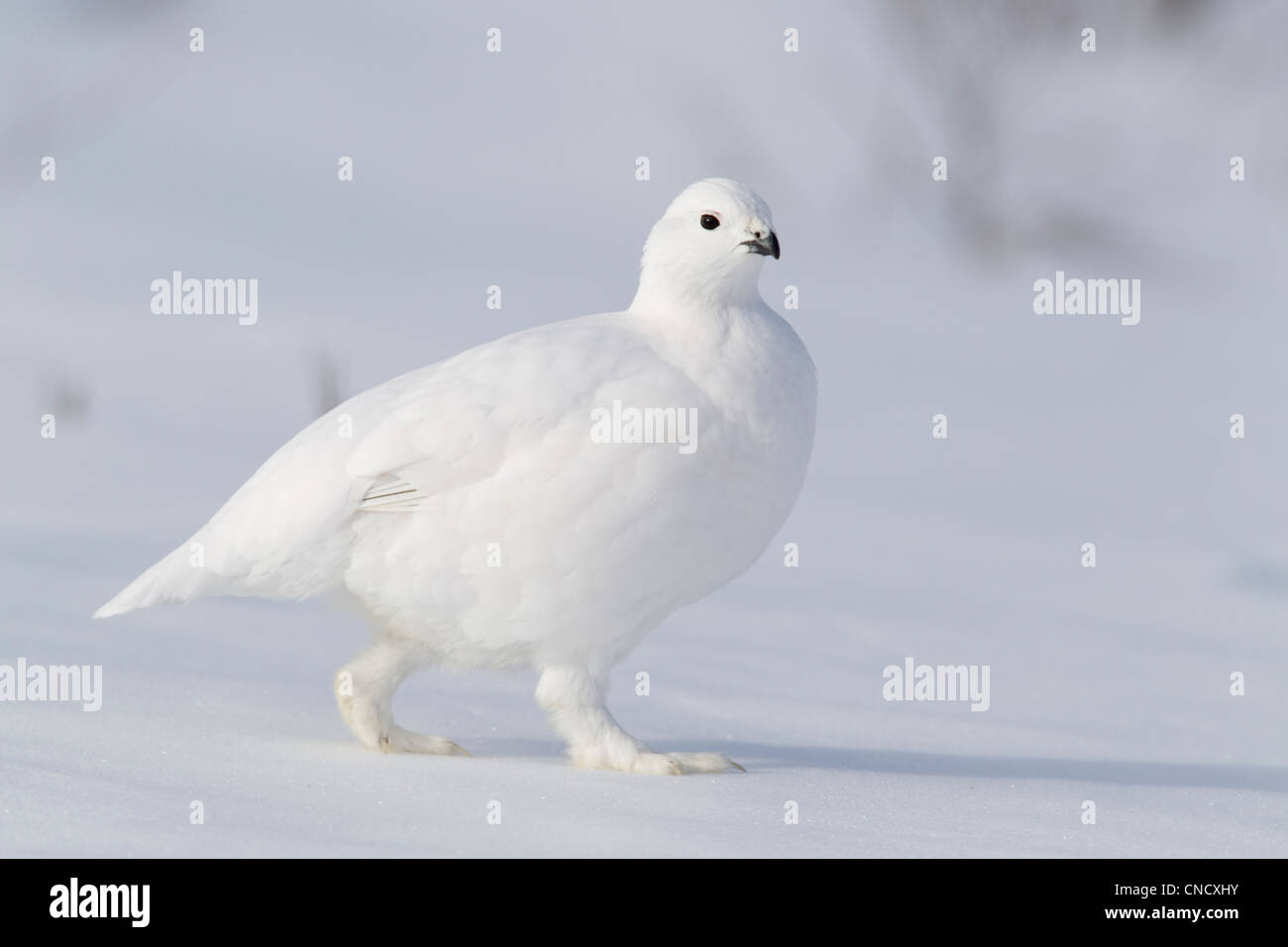 Ptarmigan snow camoflauge hi-res stock photography and images - Alamy