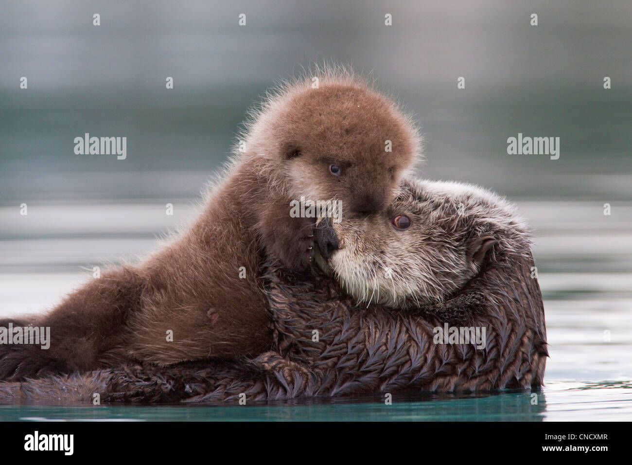 Female Sea otter holding newborn pup out of water, Prince William Sound ...