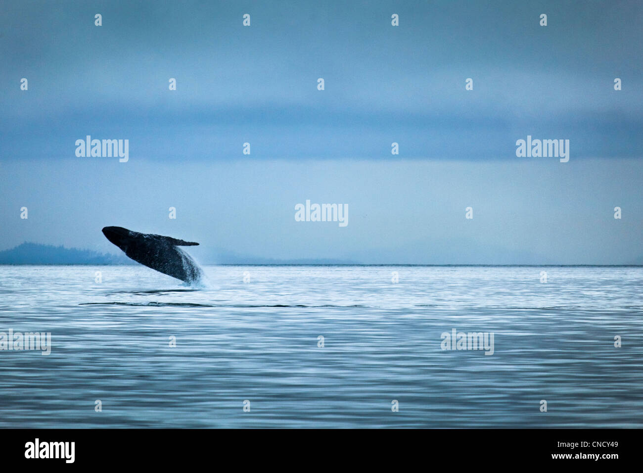 Alaska glacier bay whale hi-res stock photography and images - Alamy