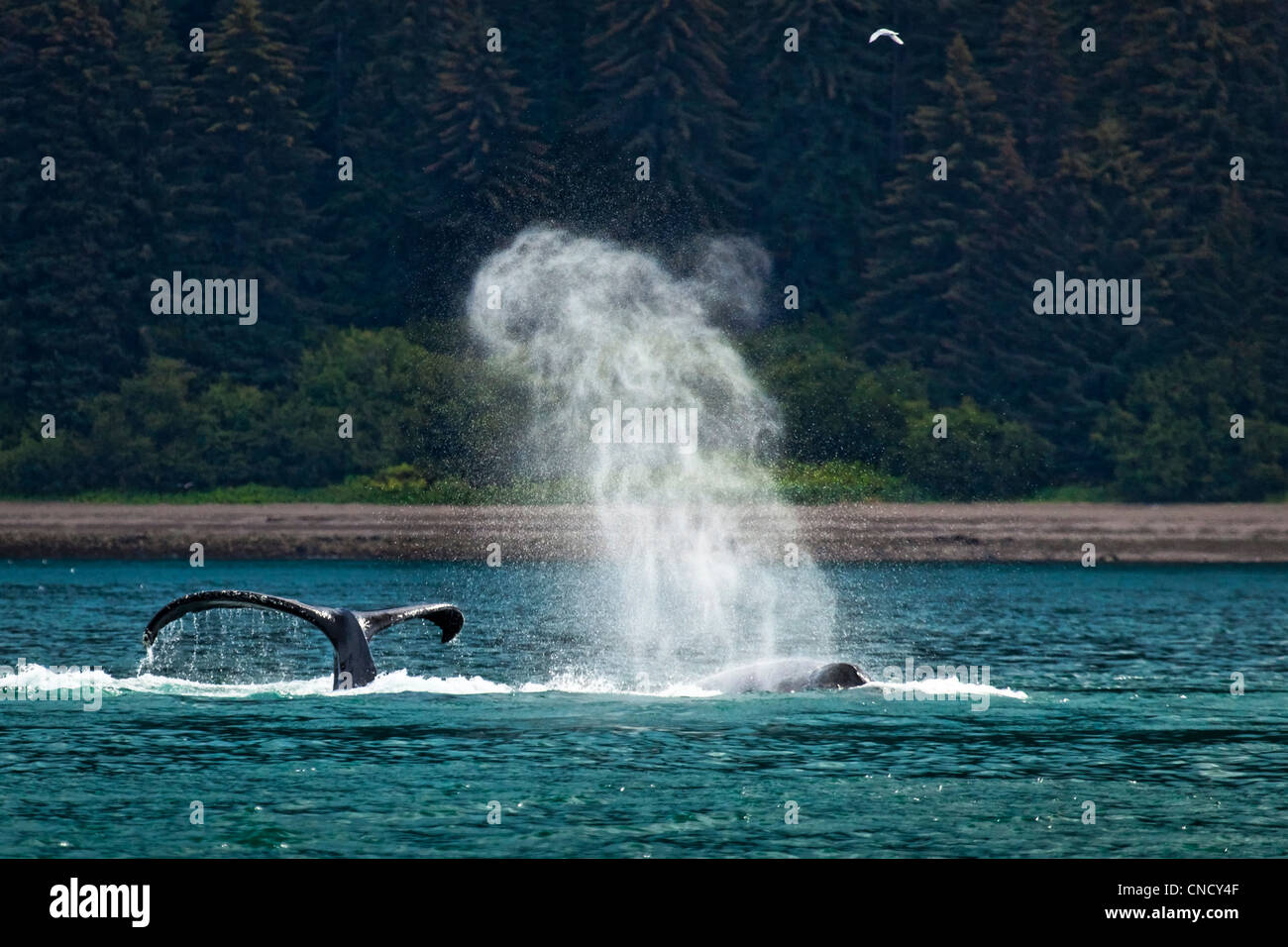 Whale tail national park hi-res stock photography and images - Alamy