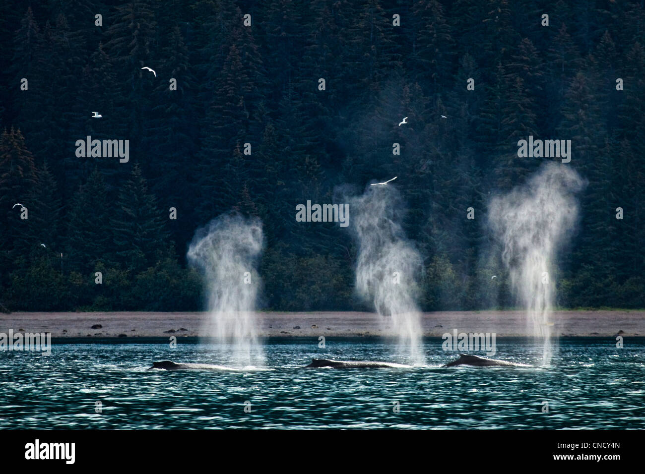 Alaska glacier bay whale hi-res stock photography and images - Alamy