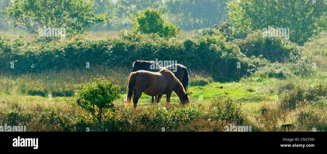 Hampshire England Uk Solent Way High Resolution Stock Photography and ...
