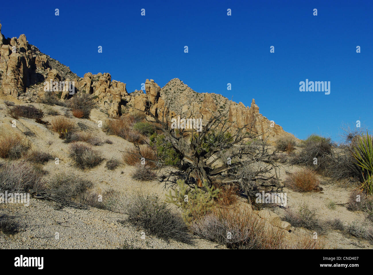 Cactus plants nevada hi-res stock photography and images - Alamy