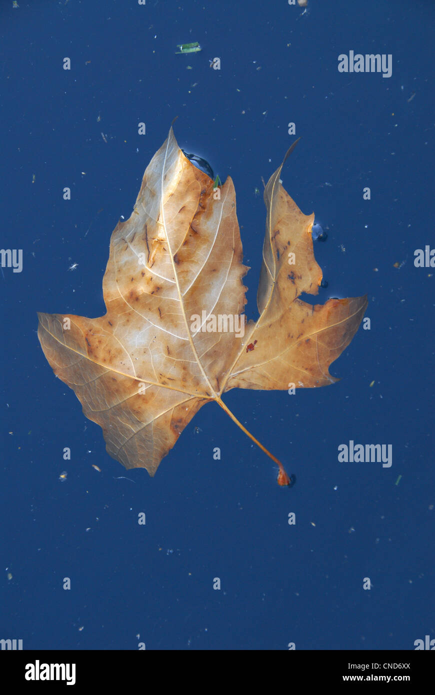 Dead leaf debris hi-res stock photography and images - Alamy