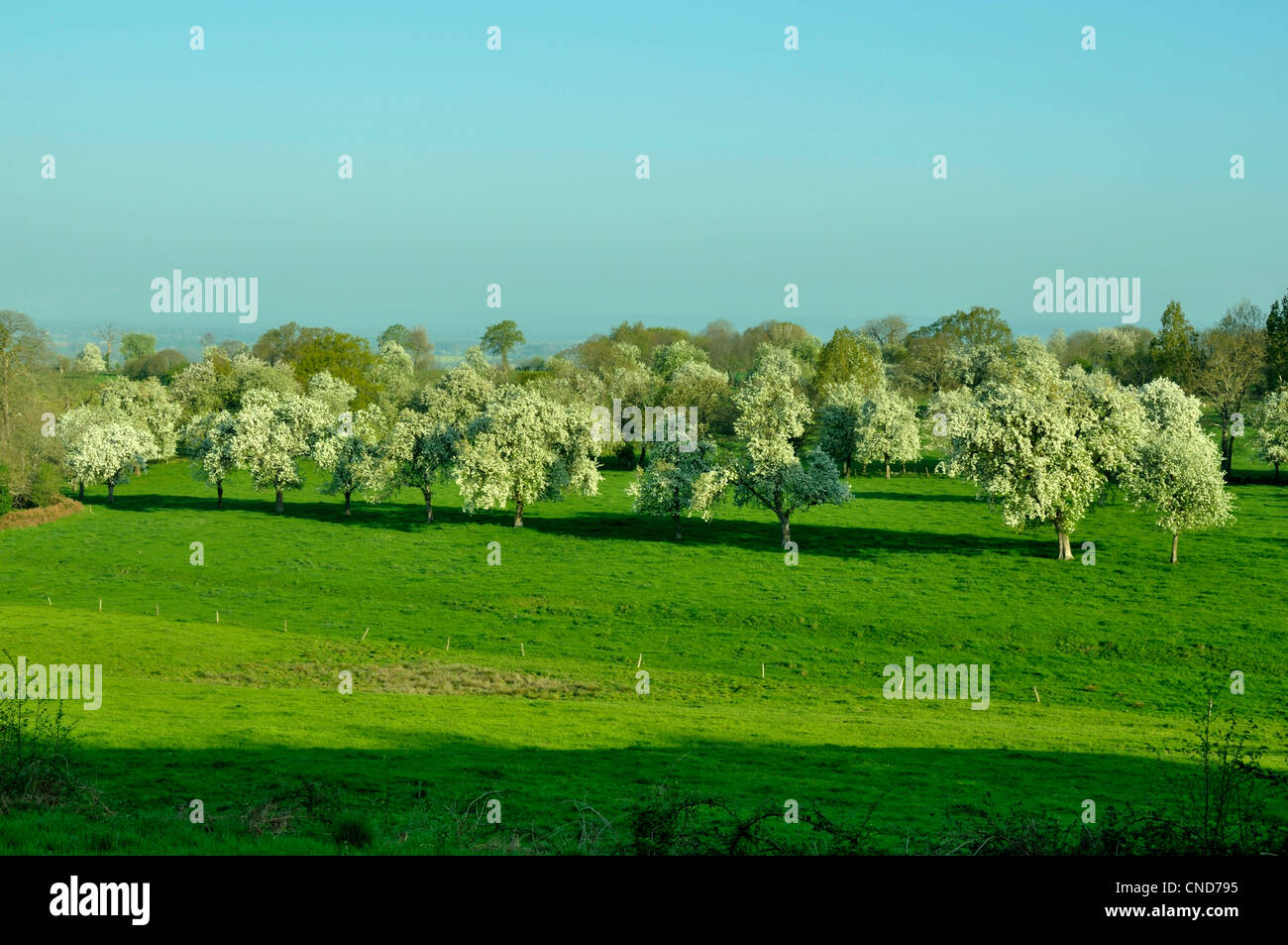 Perry pear blossom hi-res stock photography and images - Alamy