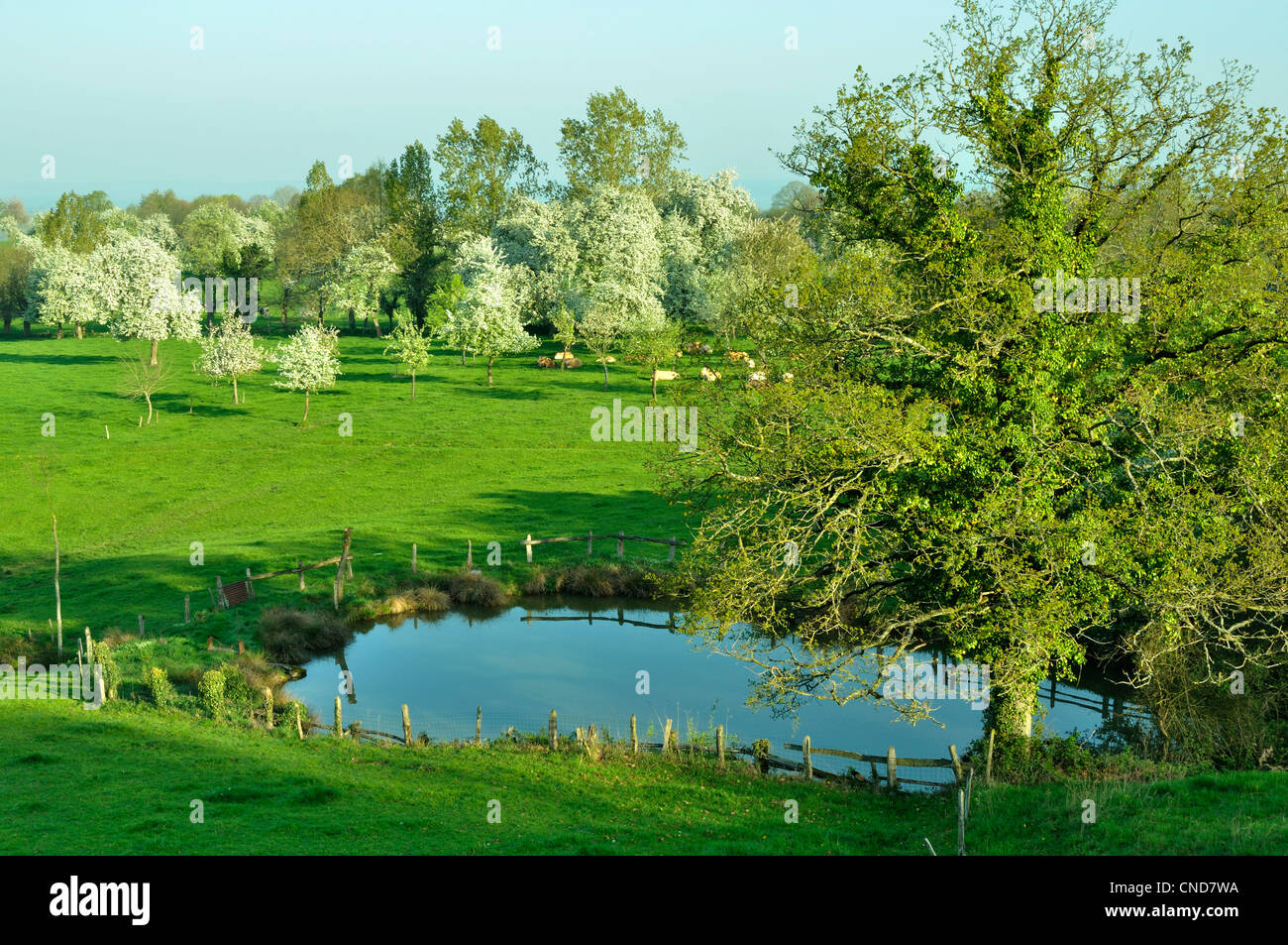 A small pond, cider and pear apple trees, in bloom, in a meado ...