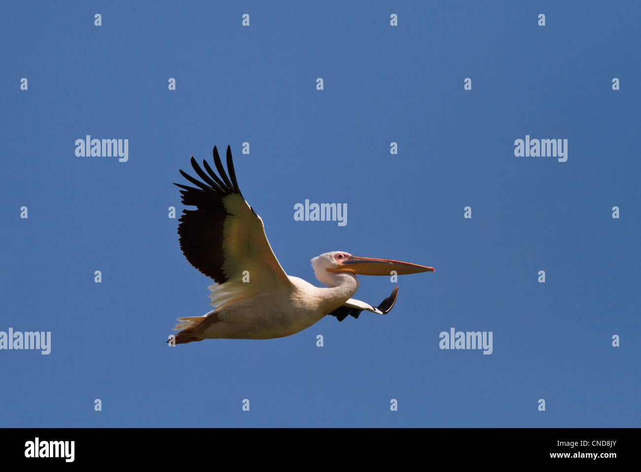 white pelican in flight Stock Photo - Alamy