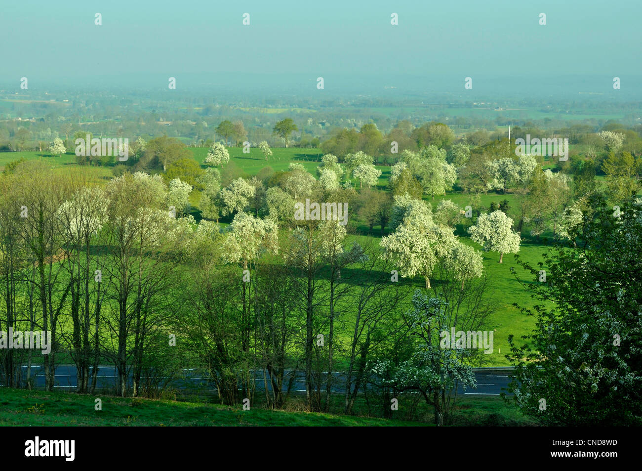 Orchard of perry pear trees in blossom at spring (Domfrontais, Orne ...