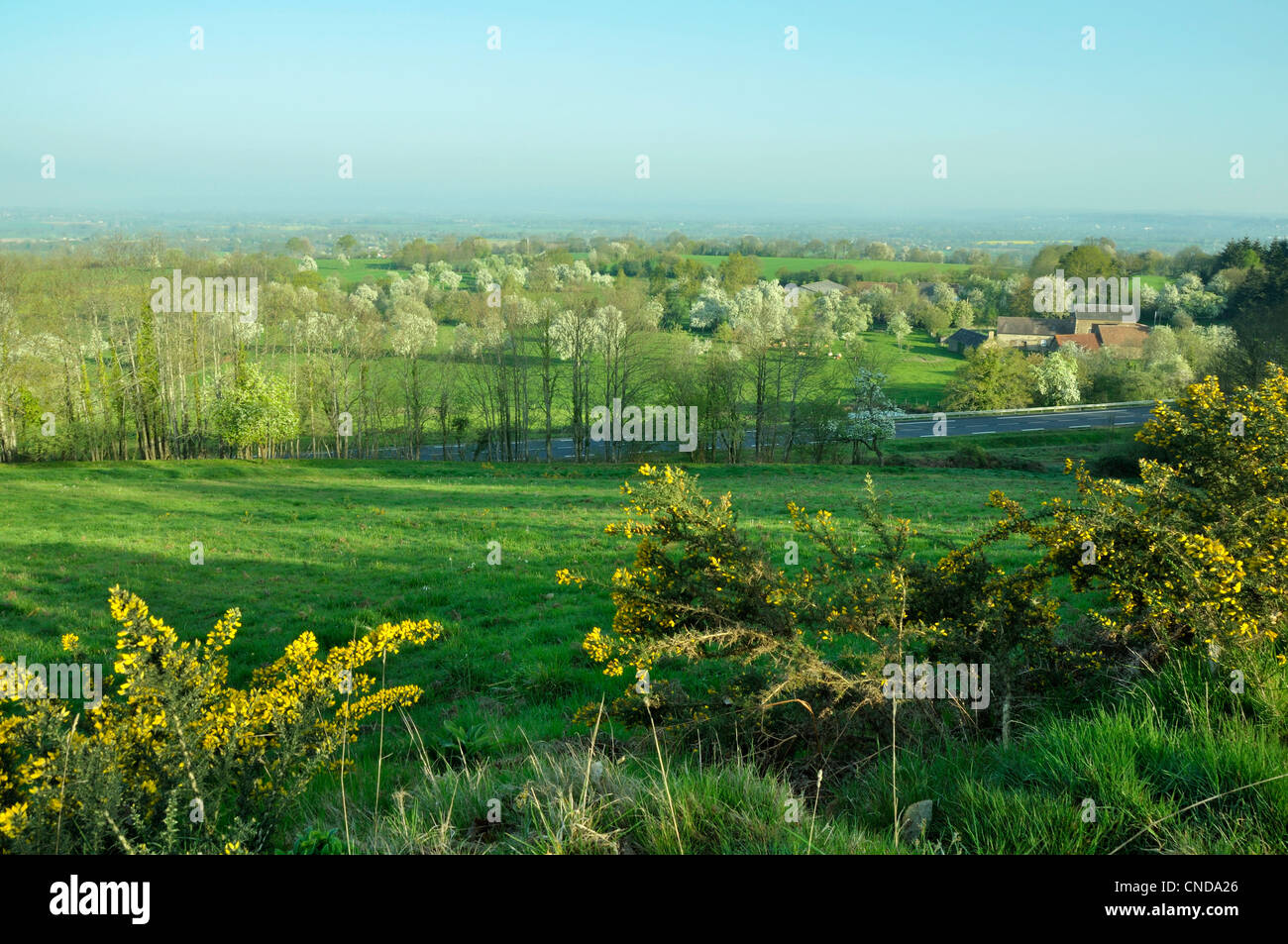 Farmland at spring, meadows and perry pear trees (Domfrontais, Orne ...