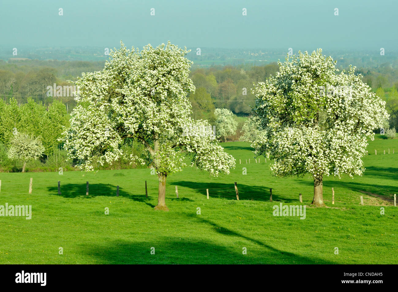Two perry pear trees in bloom in a meadow (Domfrontais, Orne, Normandy ...
