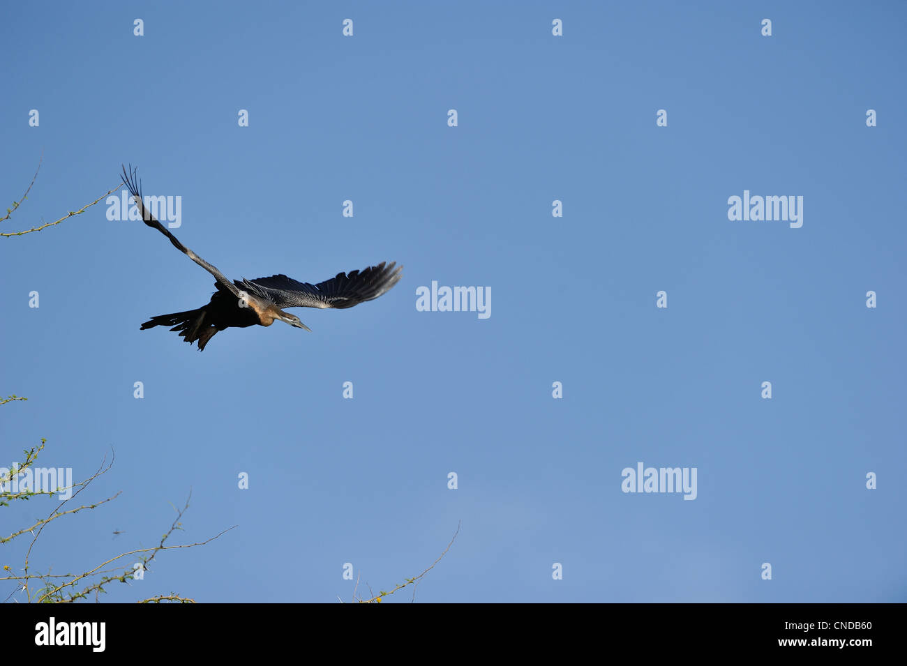 Anhingidae kenya hi-res stock photography and images - Alamy