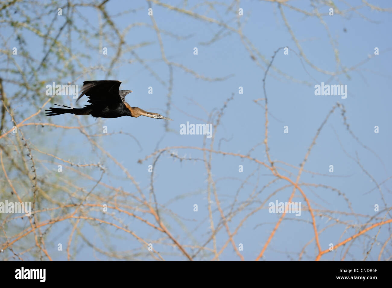 Anhingidae kenya hi-res stock photography and images - Alamy