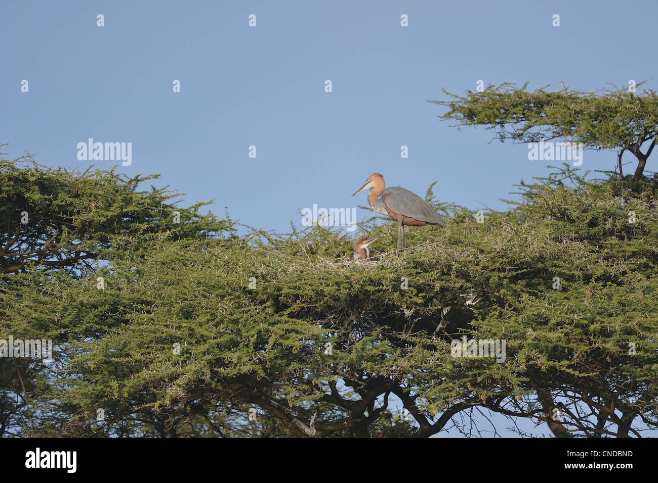 Goliath heron nest hi-res stock photography and images - Alamy