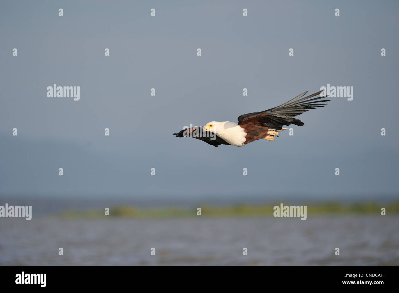 Diving african fish eagle hi-res stock photography and images - Alamy