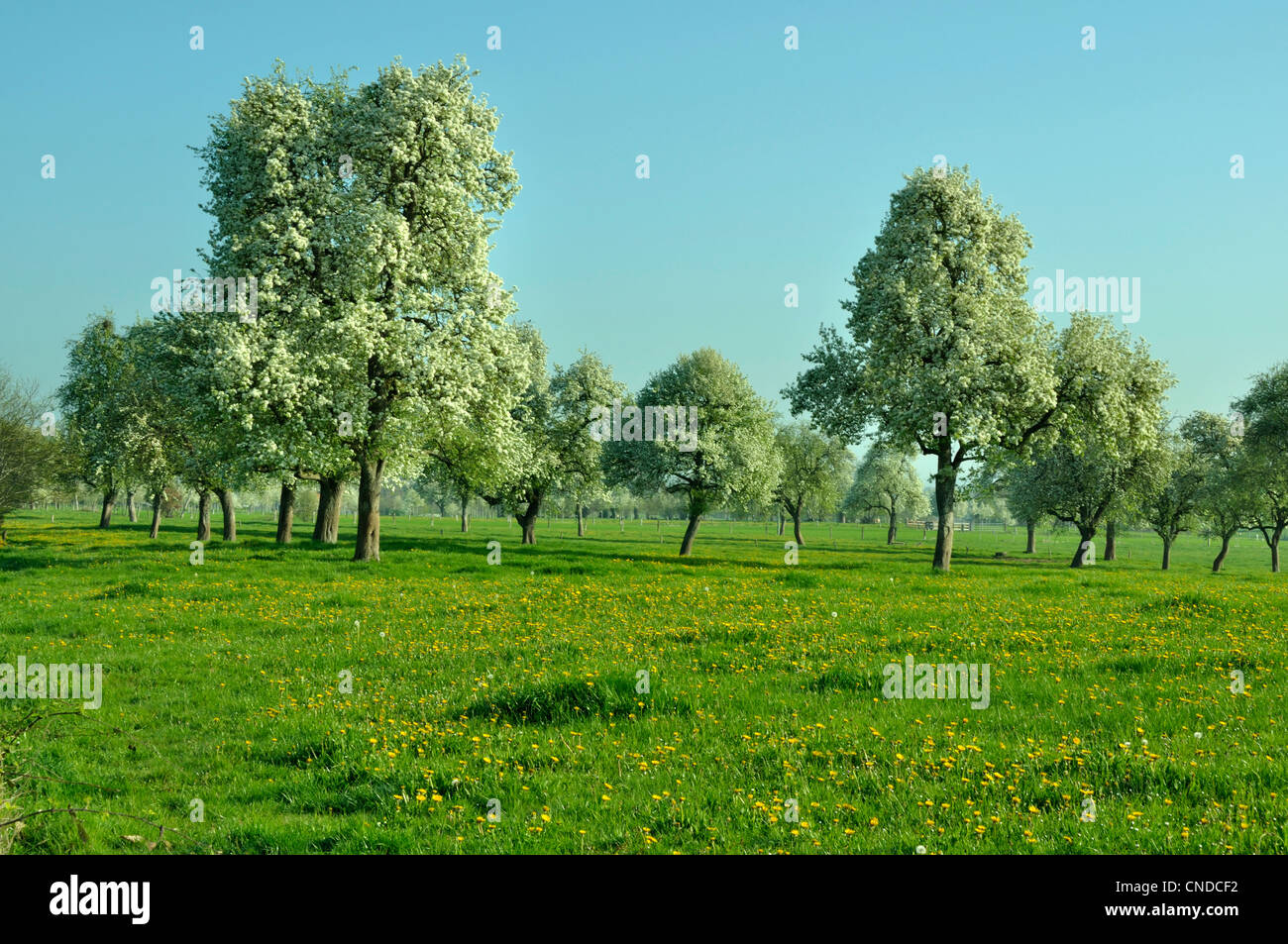 Perry pear and apple cider trees in full blossom, in an orchard, in ...