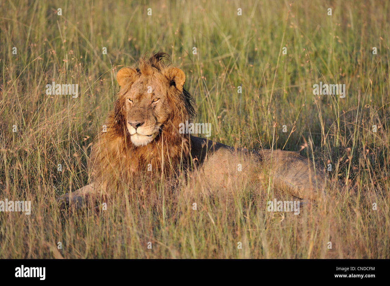 East African lion - Massai lion (Panthera leo nubica) male laying in ...