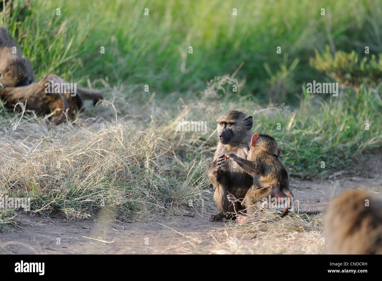 Yellow baboon - Savanna baboon (Papio cynocephalus) young baboons ...