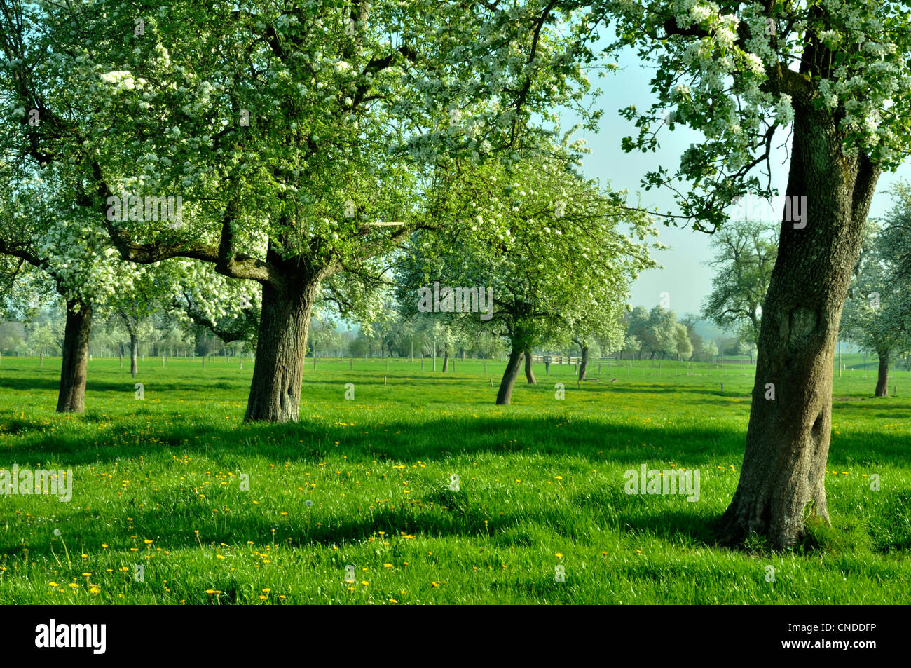 Apple orchard normandy france hi-res stock photography and images - Alamy