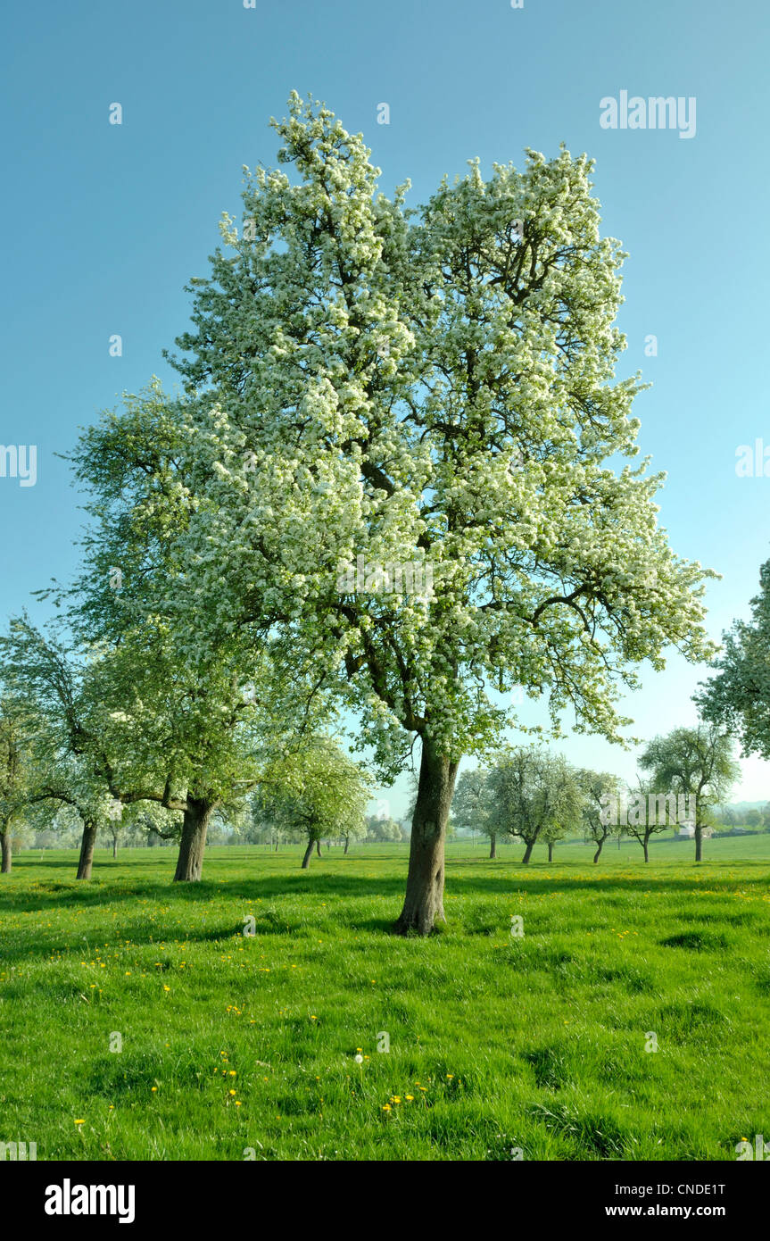 Verger de poiriers hi-res stock photography and images - Alamy