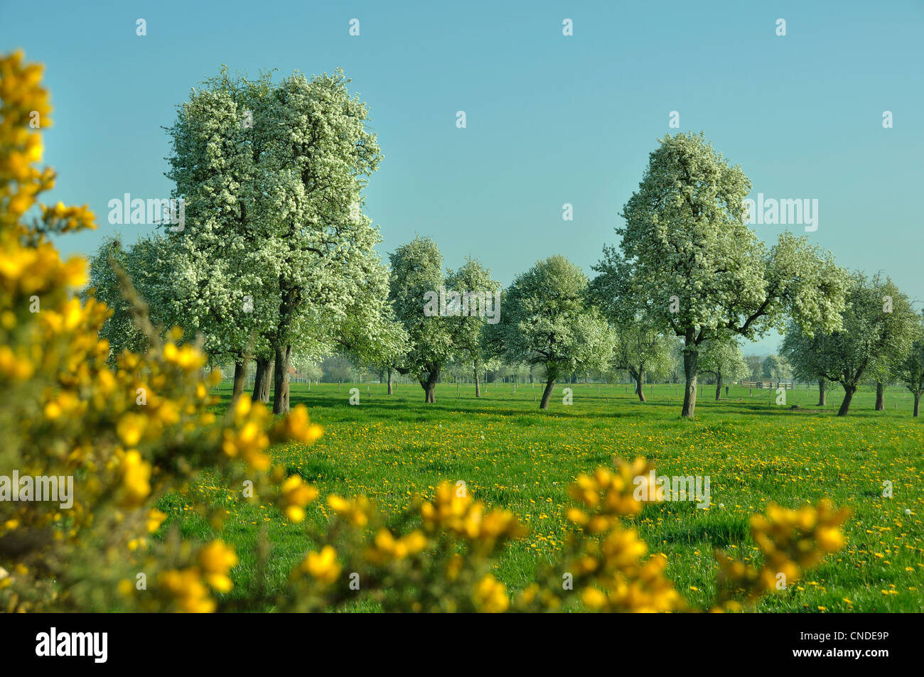 Orchard france hi-res stock photography and images - Alamy