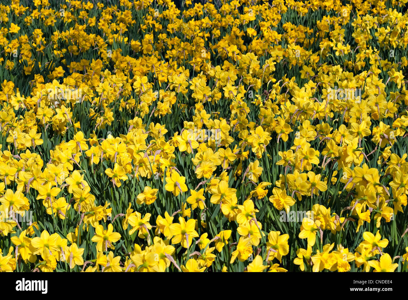 A field of bright yellow spring daffodil flowers Stock Photo - Alamy