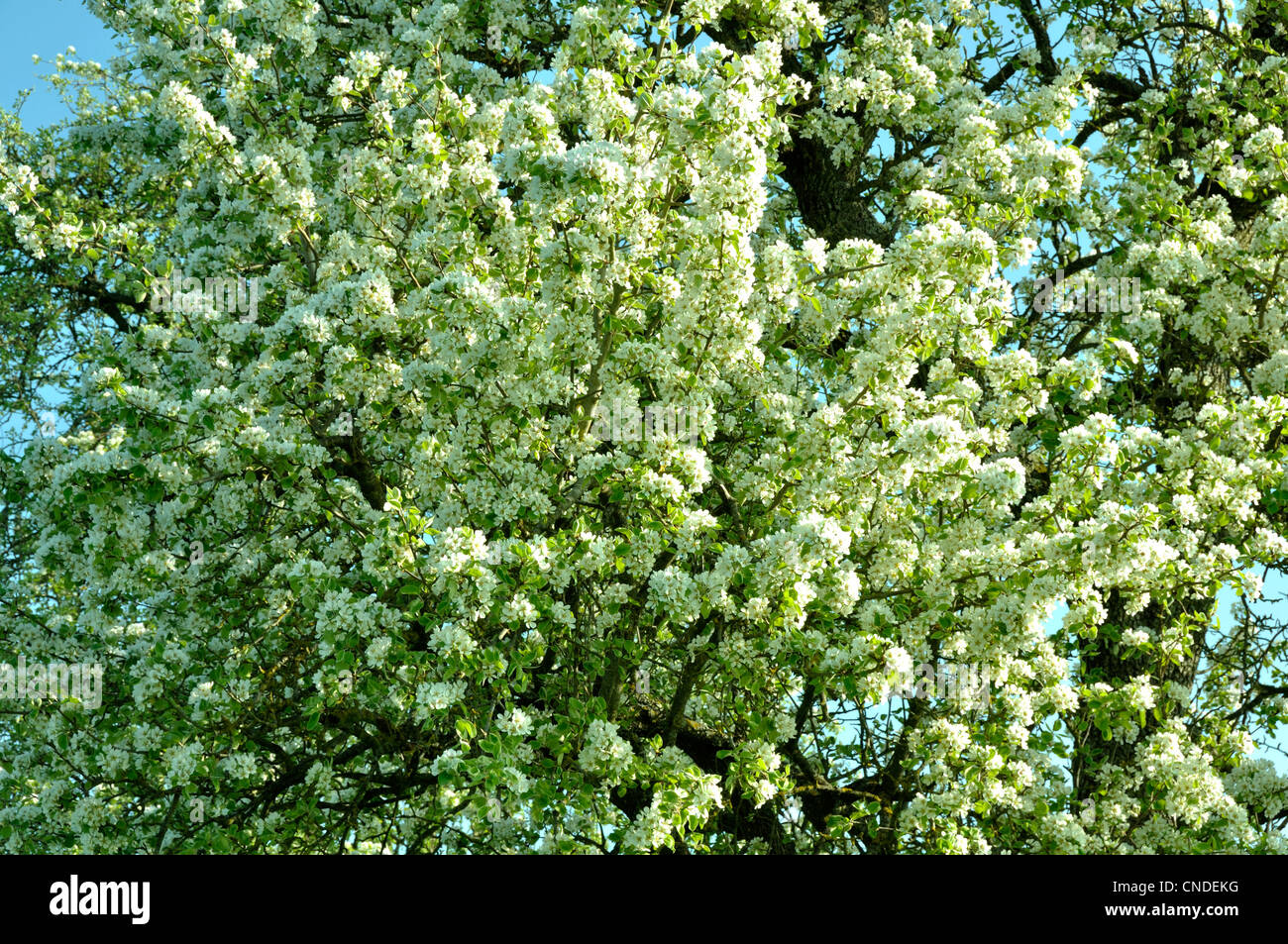 A perry pear tree in full blossom (Domfrontais, Orne, Normandy (France ...