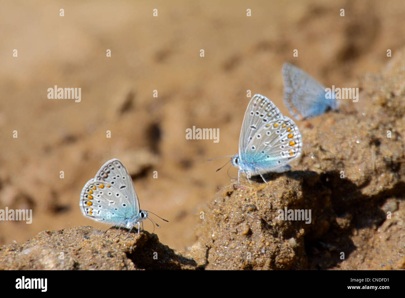 Butterflies of greece hi-res stock photography and images - Alamy