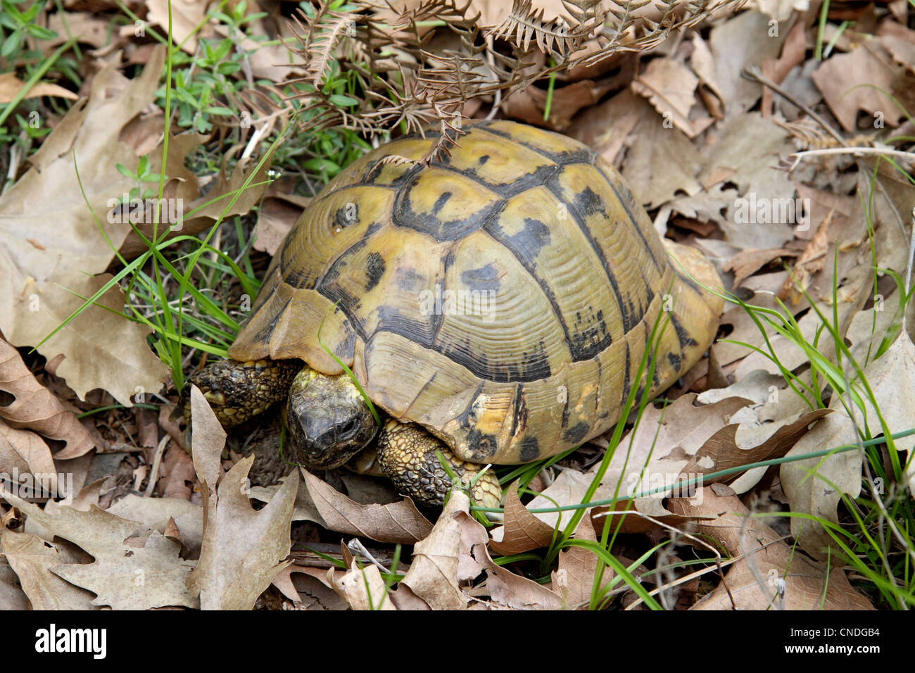 Female tortoise hi-res stock photography and images - Alamy