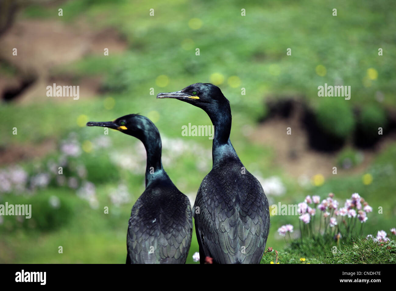 Shags hi-res stock photography and images - Alamy